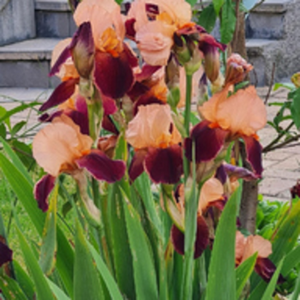 Melanie Neu - Steuerfachangestellte - Xy | XING