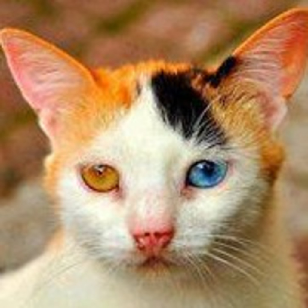 Mark Liao - Administrator - GTC Gmbh | XING