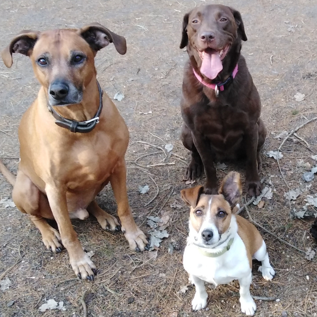 Ina Petersen - Hundeführerin - Dog Service Ina Petersen | XING