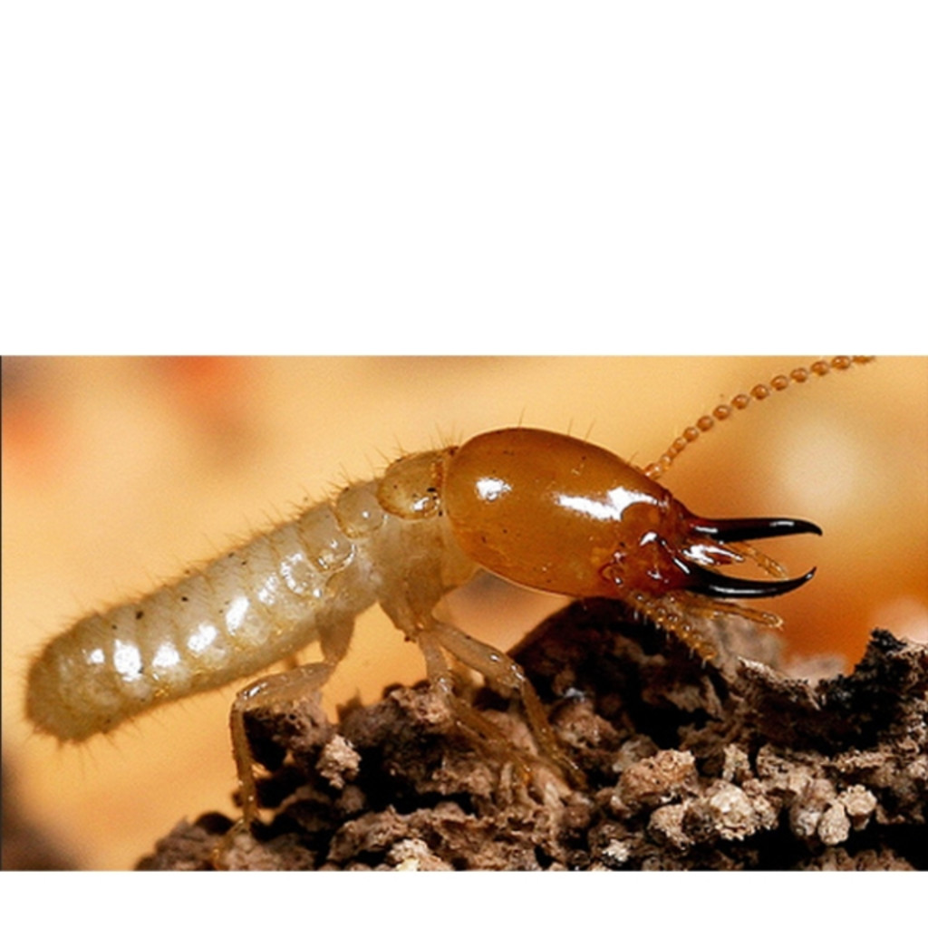 Dave Magner - SEO - Quality Pest Control | XING