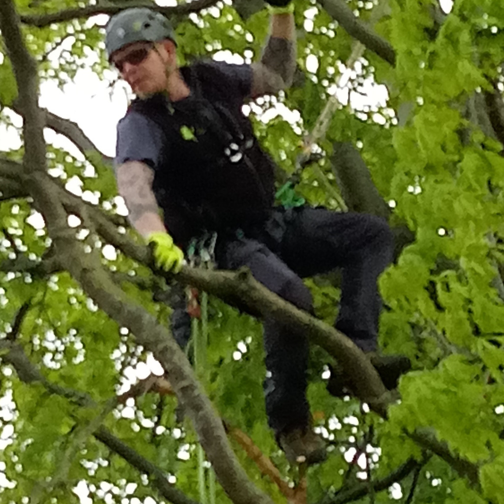 Frank Lamm - Eurpean Tree Worker, FLL zert. Baumkontrolleur ...