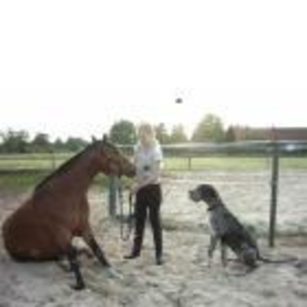 Andrea Nee - Tierphysiotherapie / Tierosteopathie - Tierphysio-Hund ...