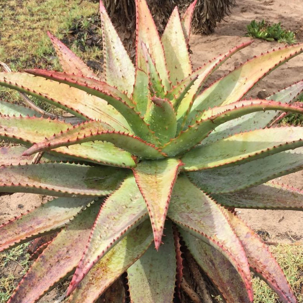 Harald Neumüller - Berater - AloFex | XING