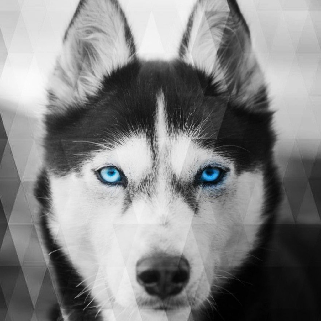 Pascal Dietrich - Kaufmännischer Angestellter - Müller Holding GmbH ...