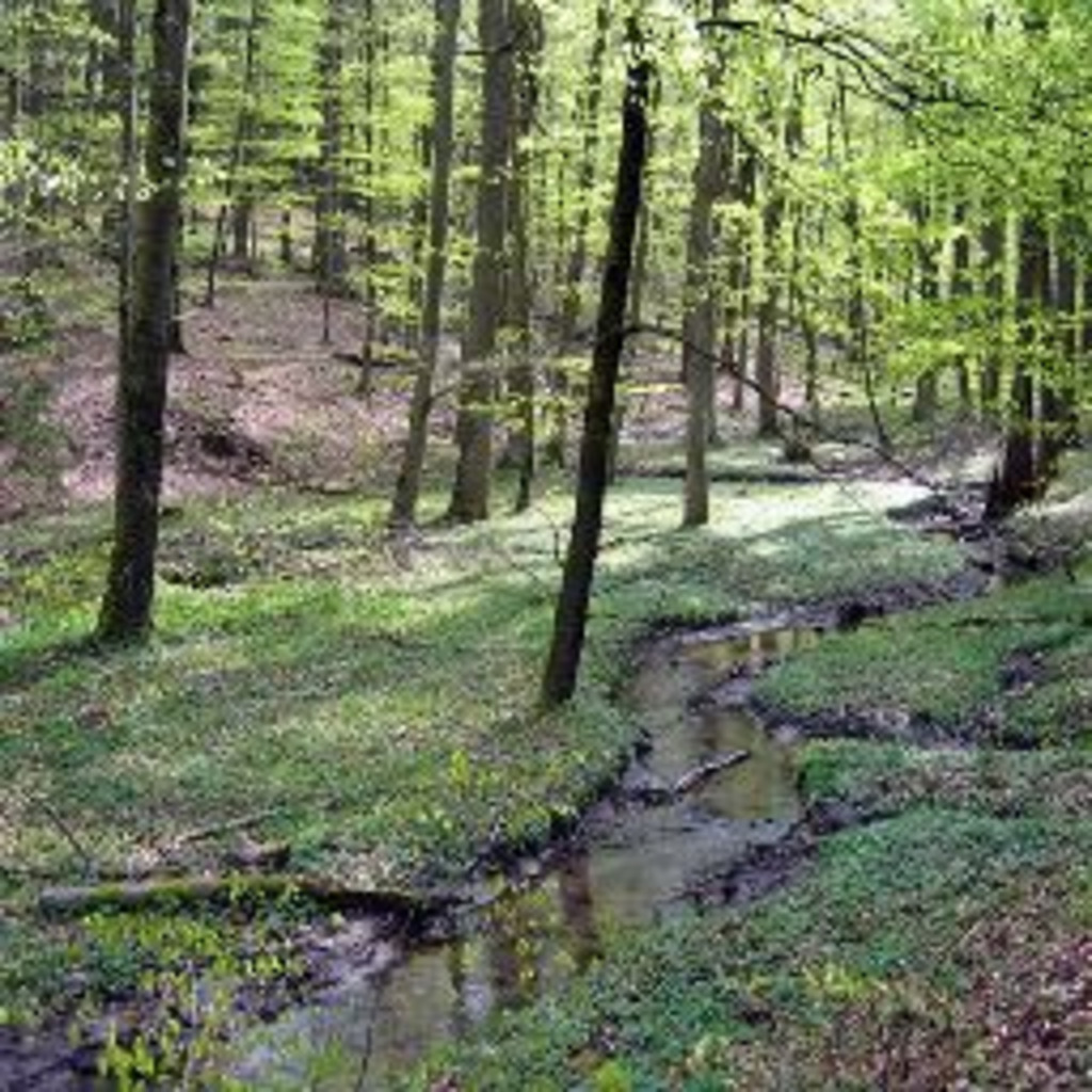 Dennis Rohmeier - Verpackungsfachmann - THIMM Verpackung | XING
