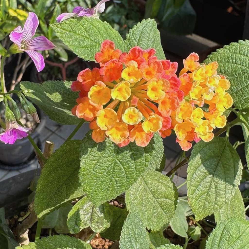 Lin Alice - Partners/Participating Shareholders - 自雇 | XING