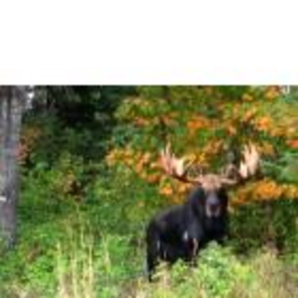 Chet Adams - NH Licensed Hunting Guide - Swamp Donkey Adventures | XING