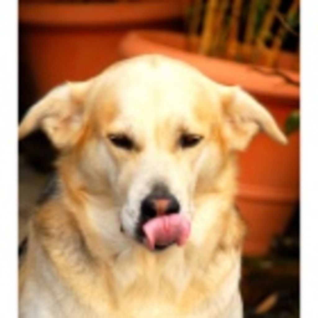 Michael Ceron - Chef - Der Zitrusgarten | XING