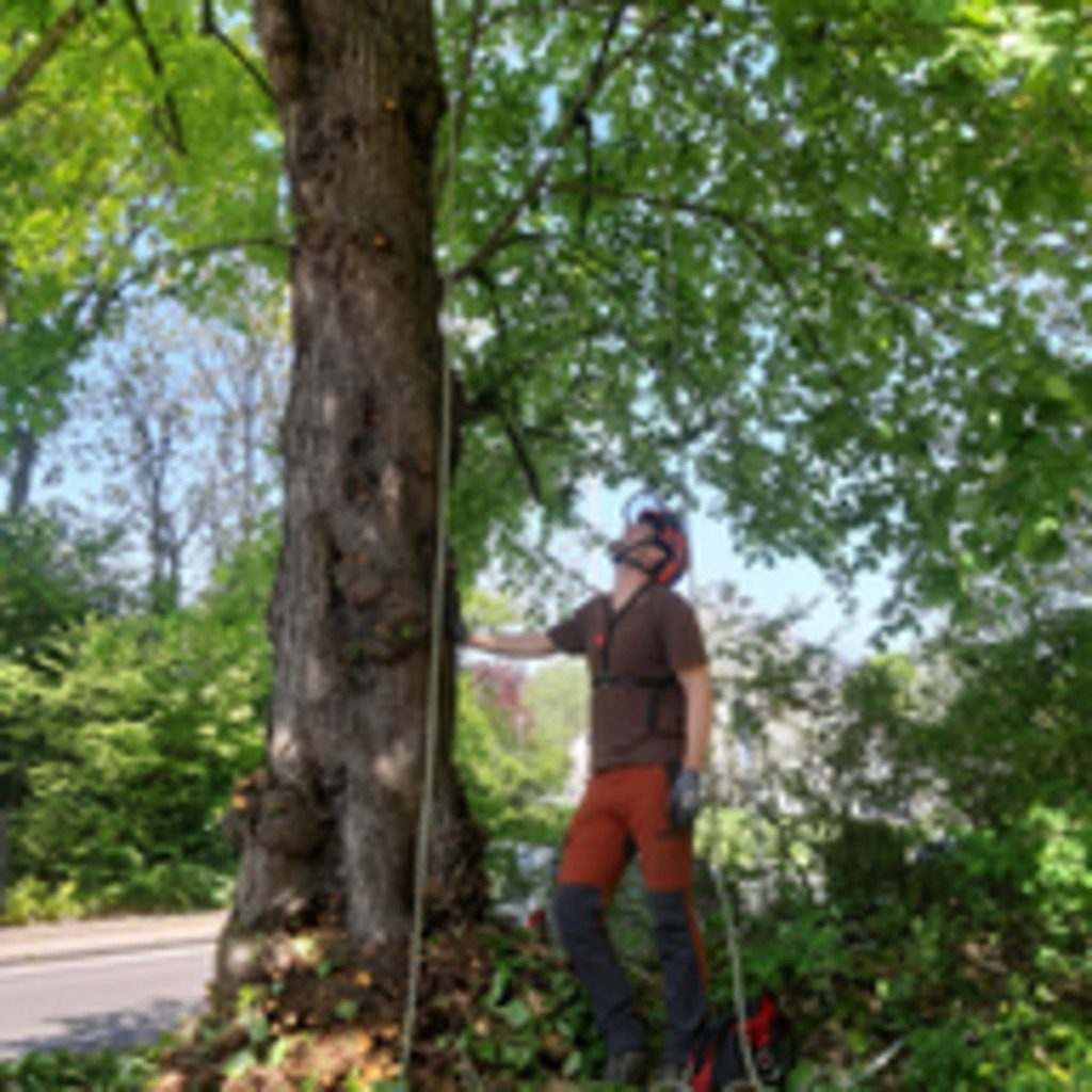 Florian Roemer: Ausbildung und Berufserfahrung | XING