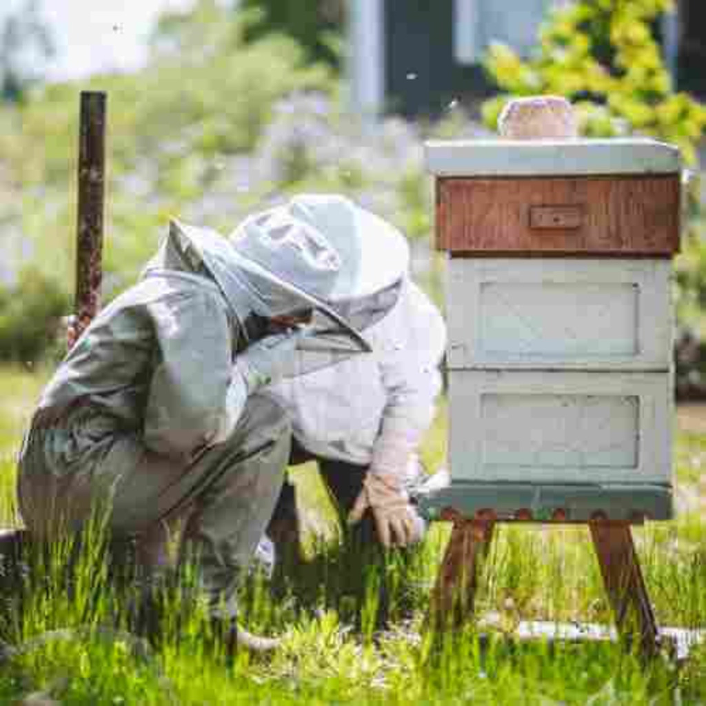 Timo Jansen - Imker - honigexperten.de | XING