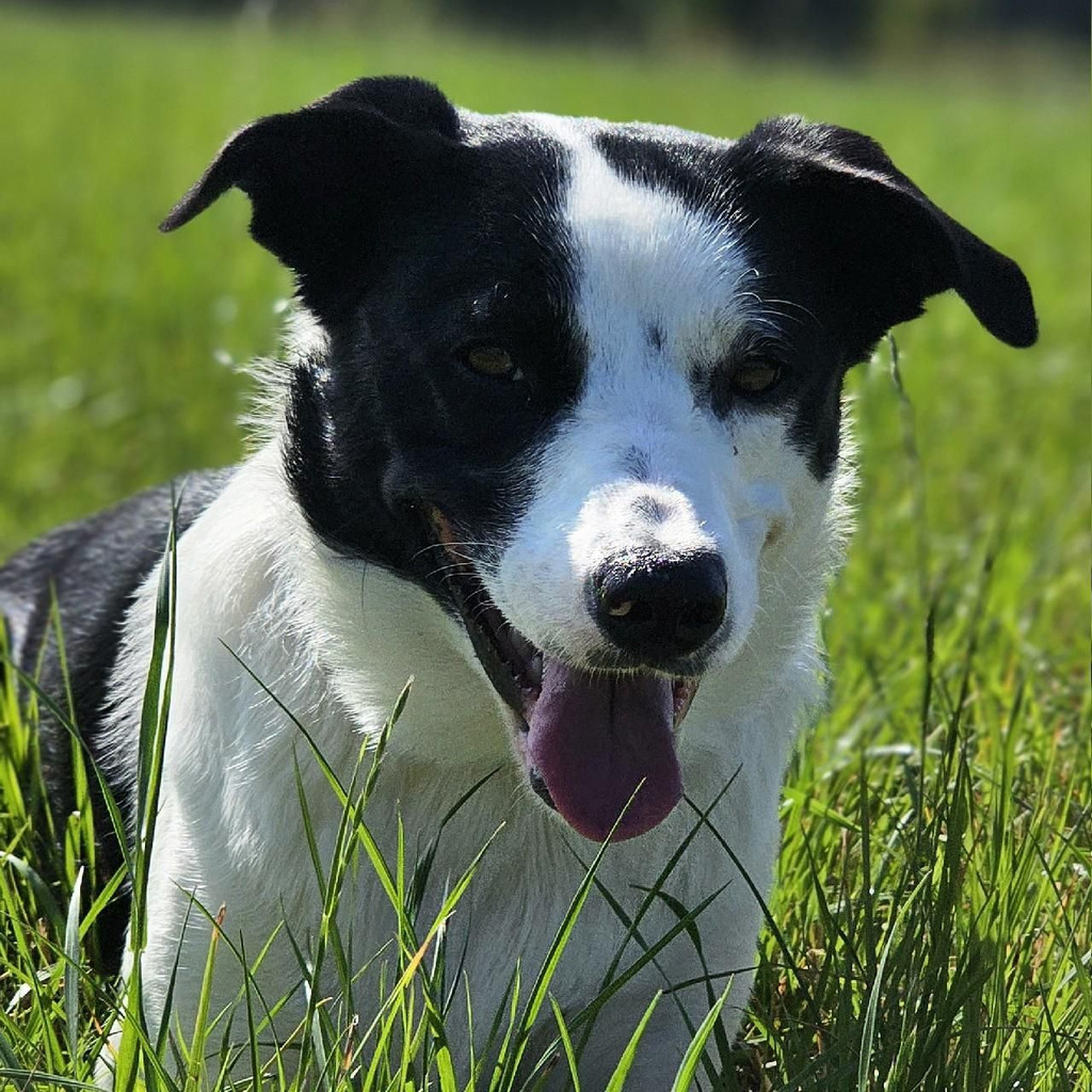 Jojo Lolo - Hausdamenassitentin - Radisson Blu Senator Hotel | XING