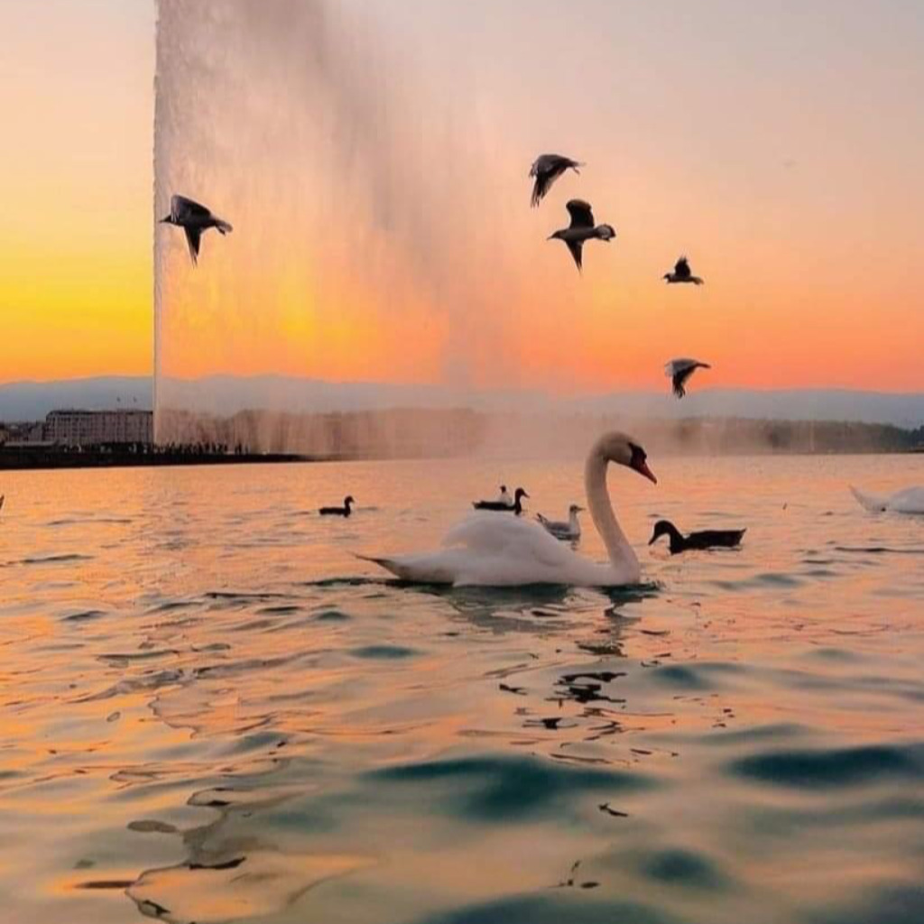 Amal Seif el nasr - Vendeuses - Petit café | XING