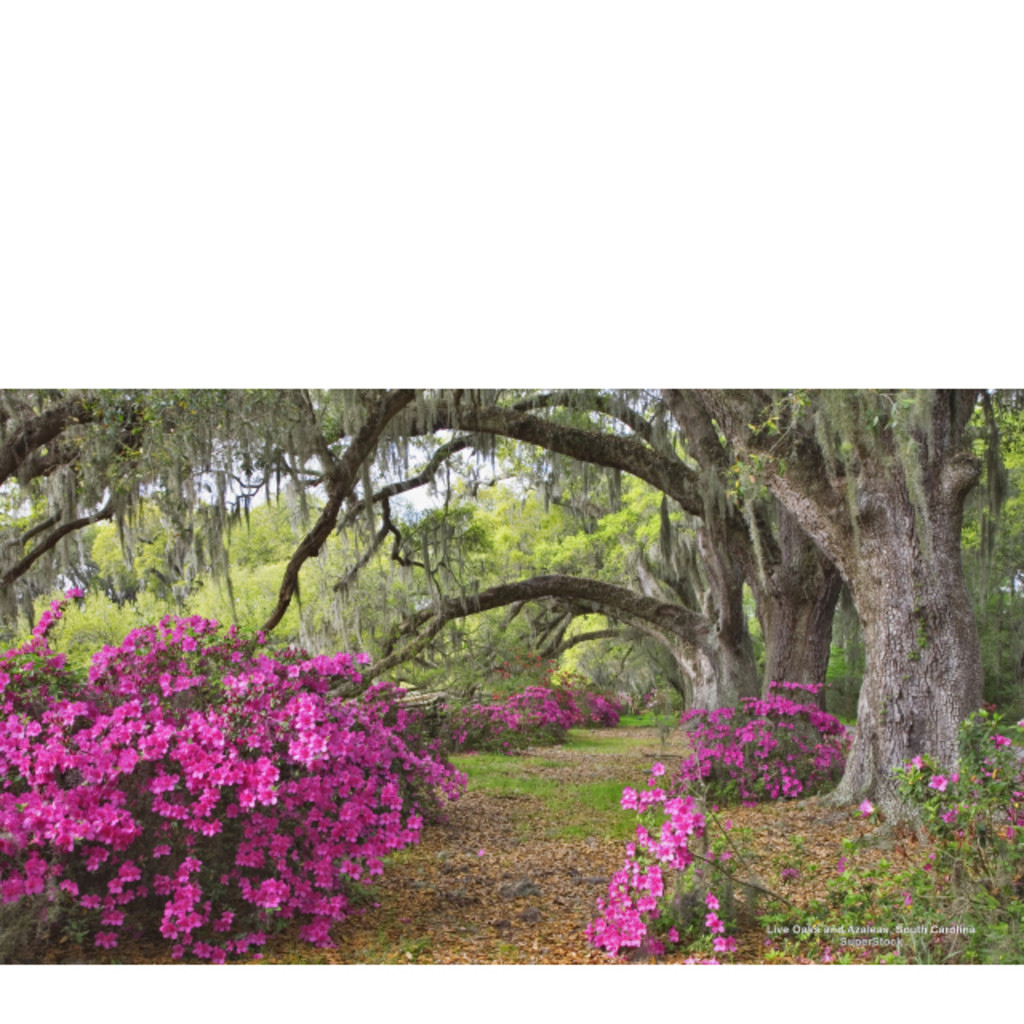 Laura del Castillo - Ninguno - ninguna | XING