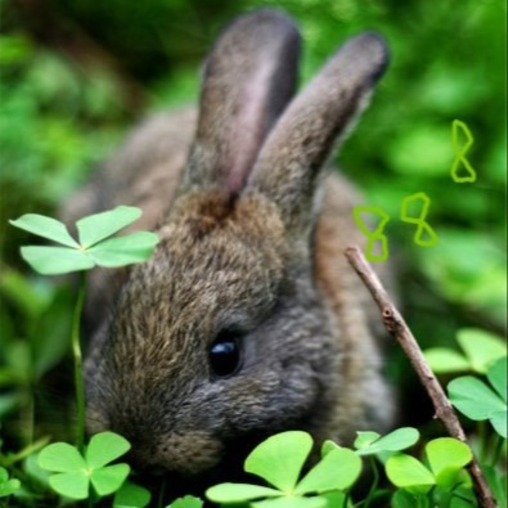 Chef Sapho - Artistic Director - ChefSapho | XING