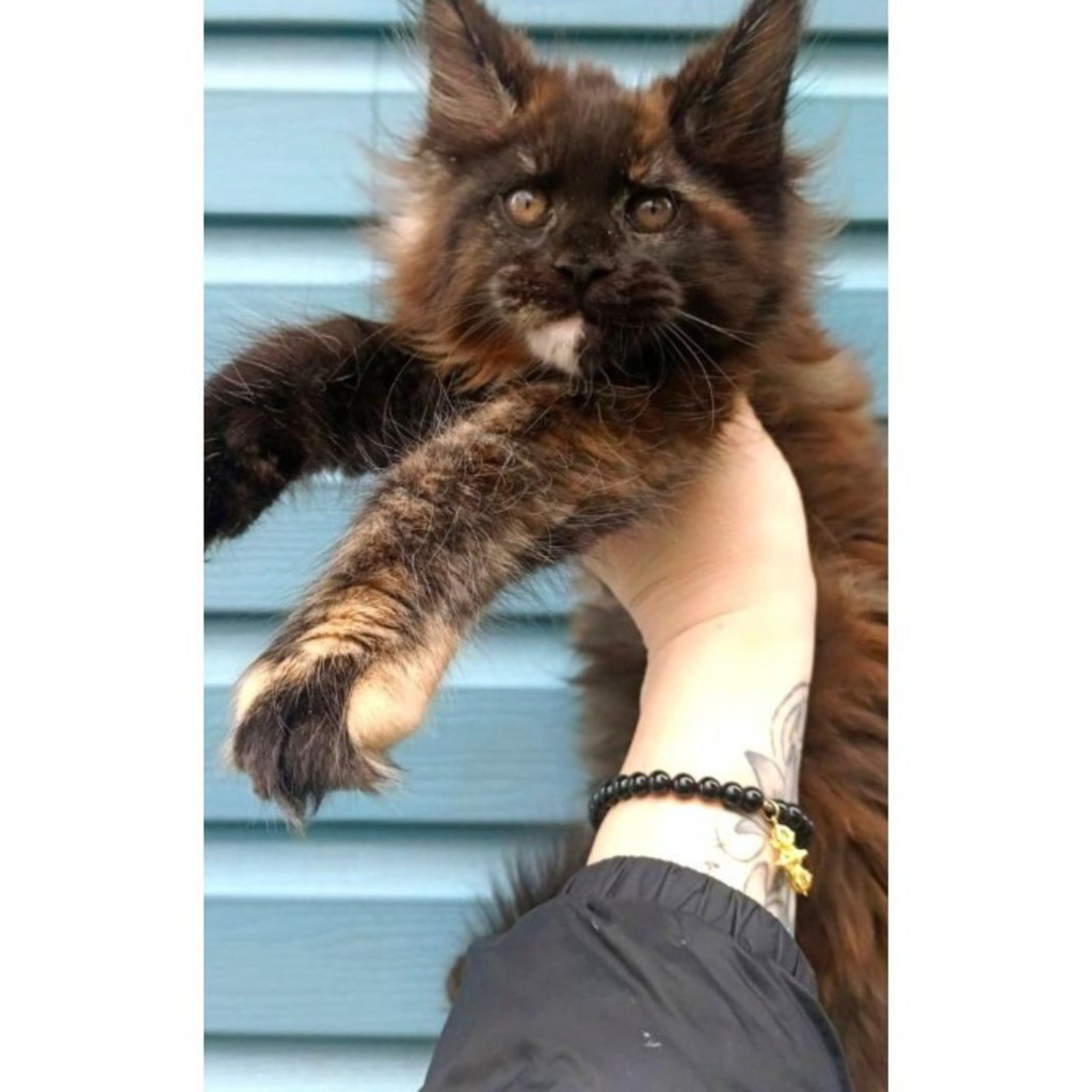 Stacy Blink - Sales Manager - F. REYHER Nchfg. GmbH & Co. KG | XING