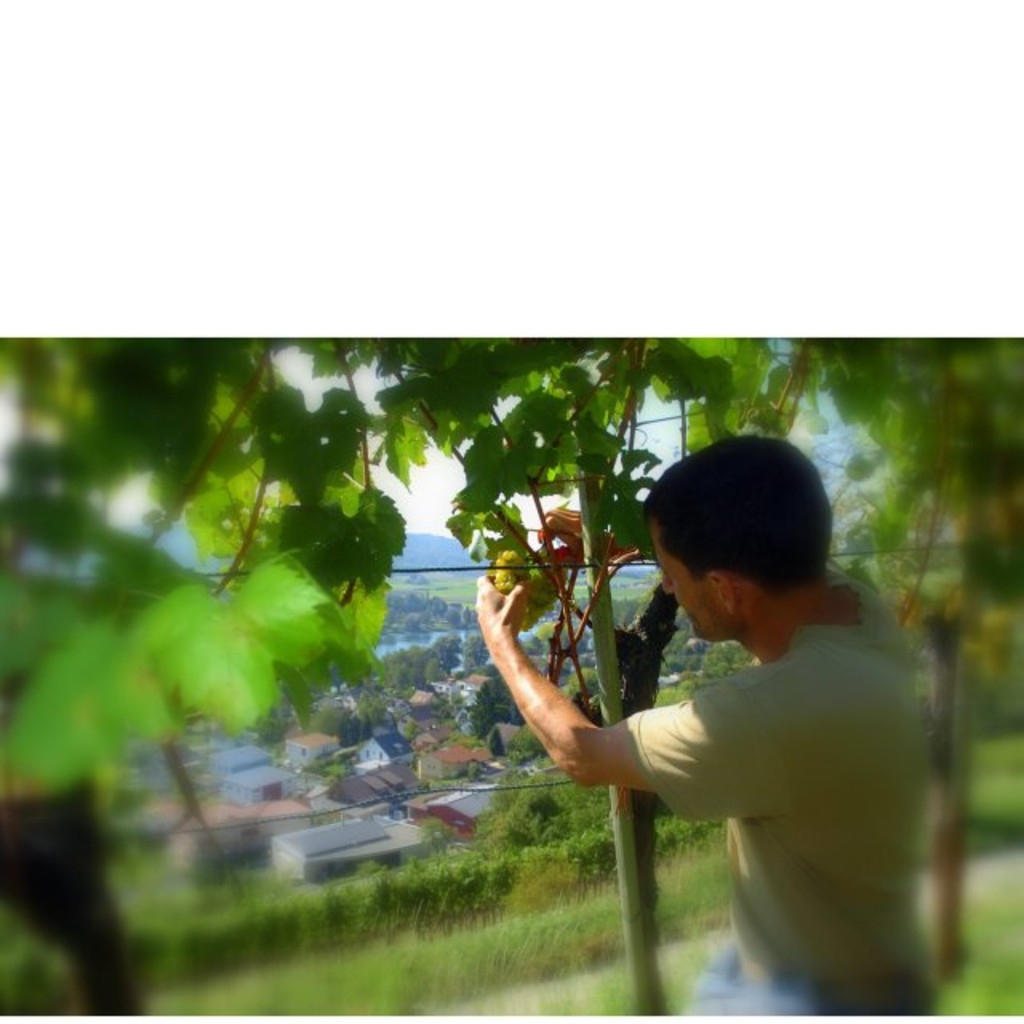 Andreas Florin - Winzer, Consultant - Weingut Florin | XING