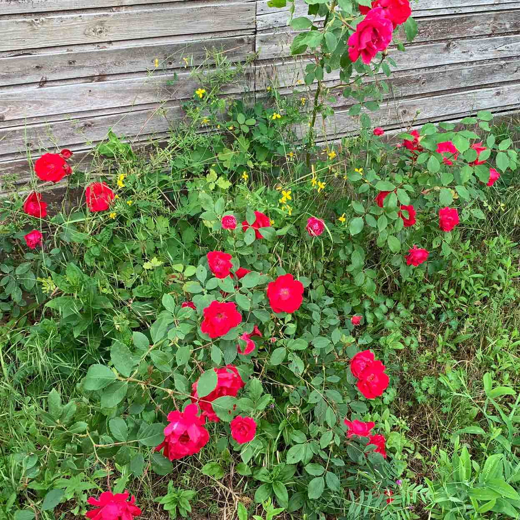 Tom Burkhardt - Disponent im Schienengüterverkehr - BElog | XING