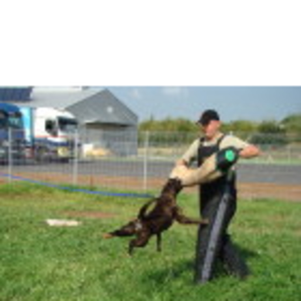 Oliver Rauhut - Hundeausbilder - Hundeausbildung Oliver Rauhut | XING