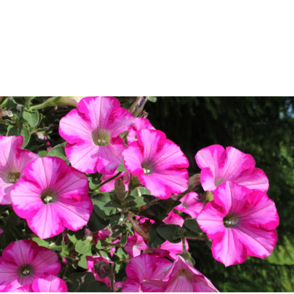 Peter Beltz - Geschäftsführer - BSB Captura GmbH | XING