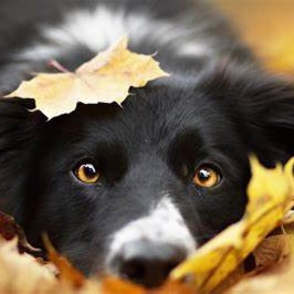 Leon Yang - Key Account Manager - SolaxPower | XING