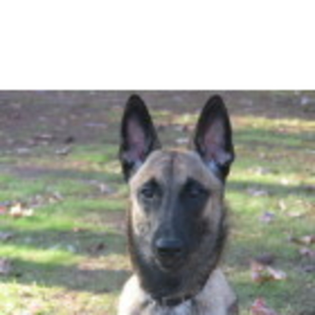 Jeff Wolfson - Superior Dog Training in Geogia - Superior Dog Training ...