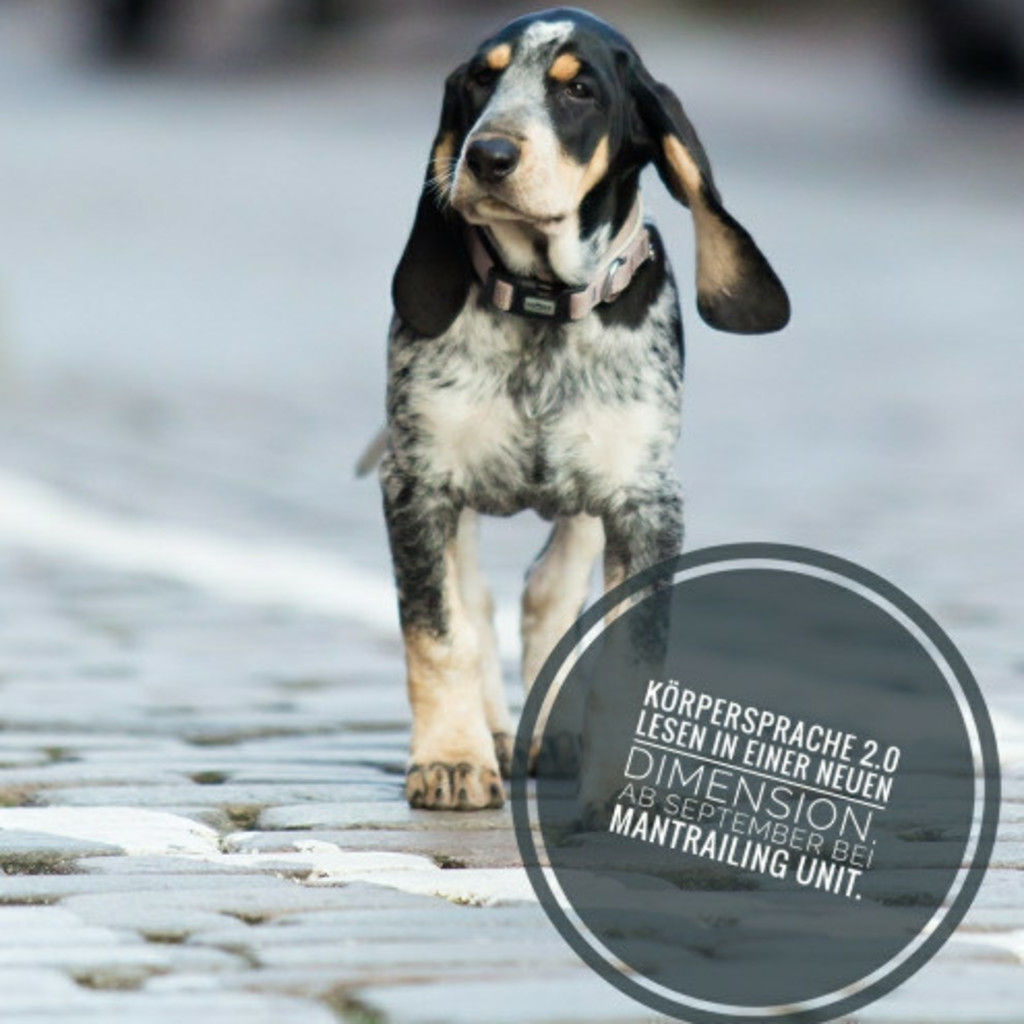 Chris Boysen - Hundetrainer - Mantrailing-Unit | XING