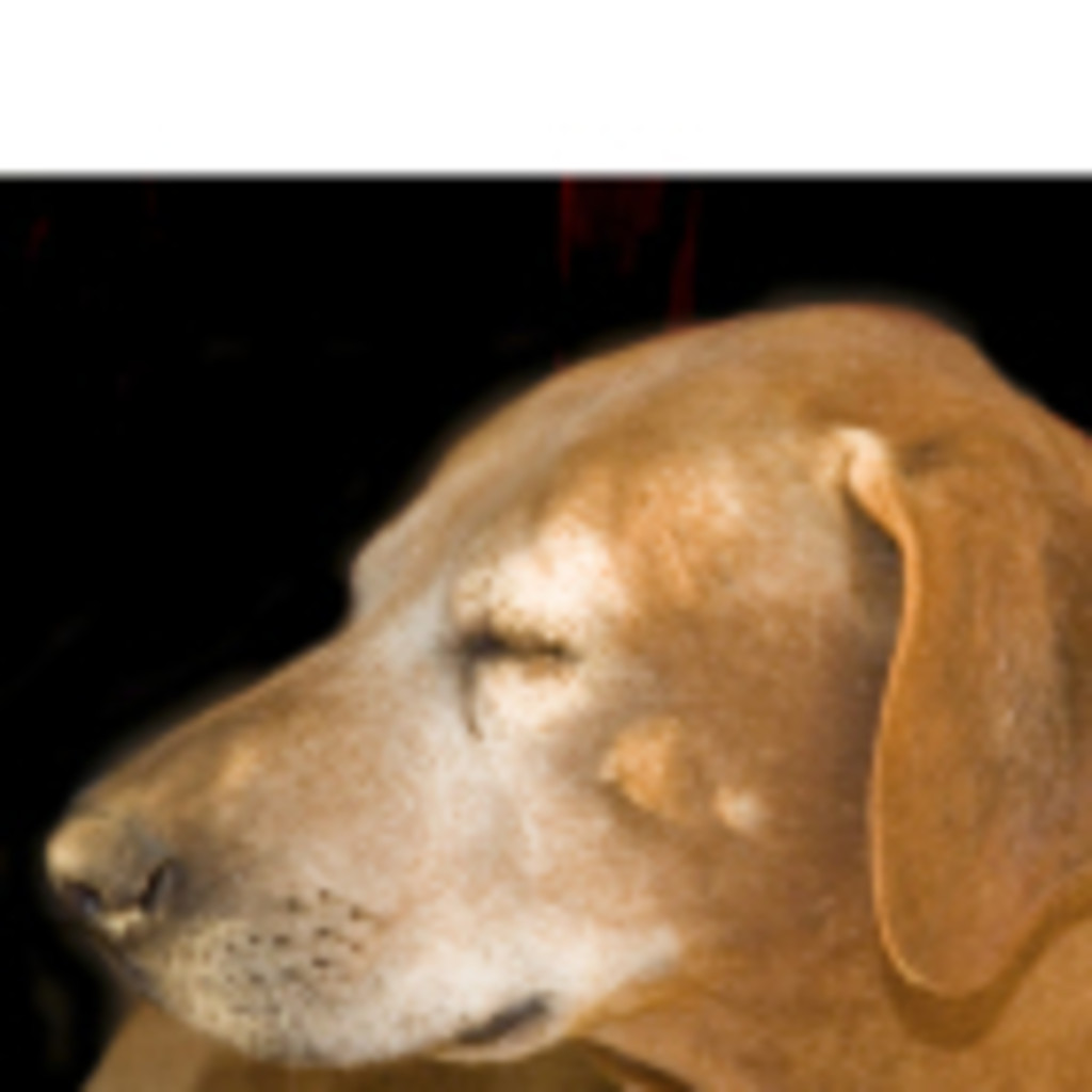 Doug Elliott - Owner - Doug Elliott Photography | XING