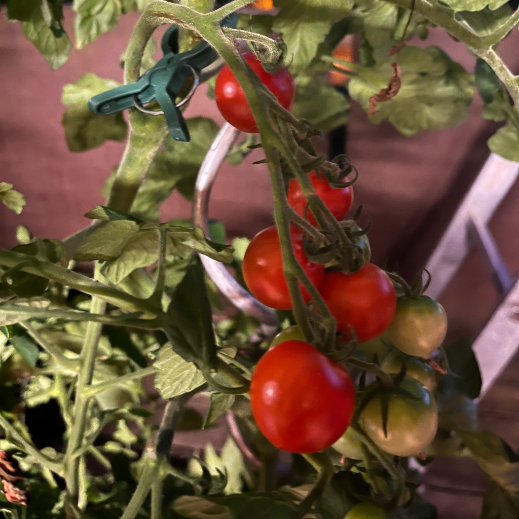 David Moos - Landschaftsgärtner - Thies Landes | XING