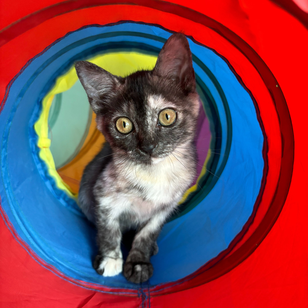 Helen Huo - Managing Director - Lloyd Morgan | XING