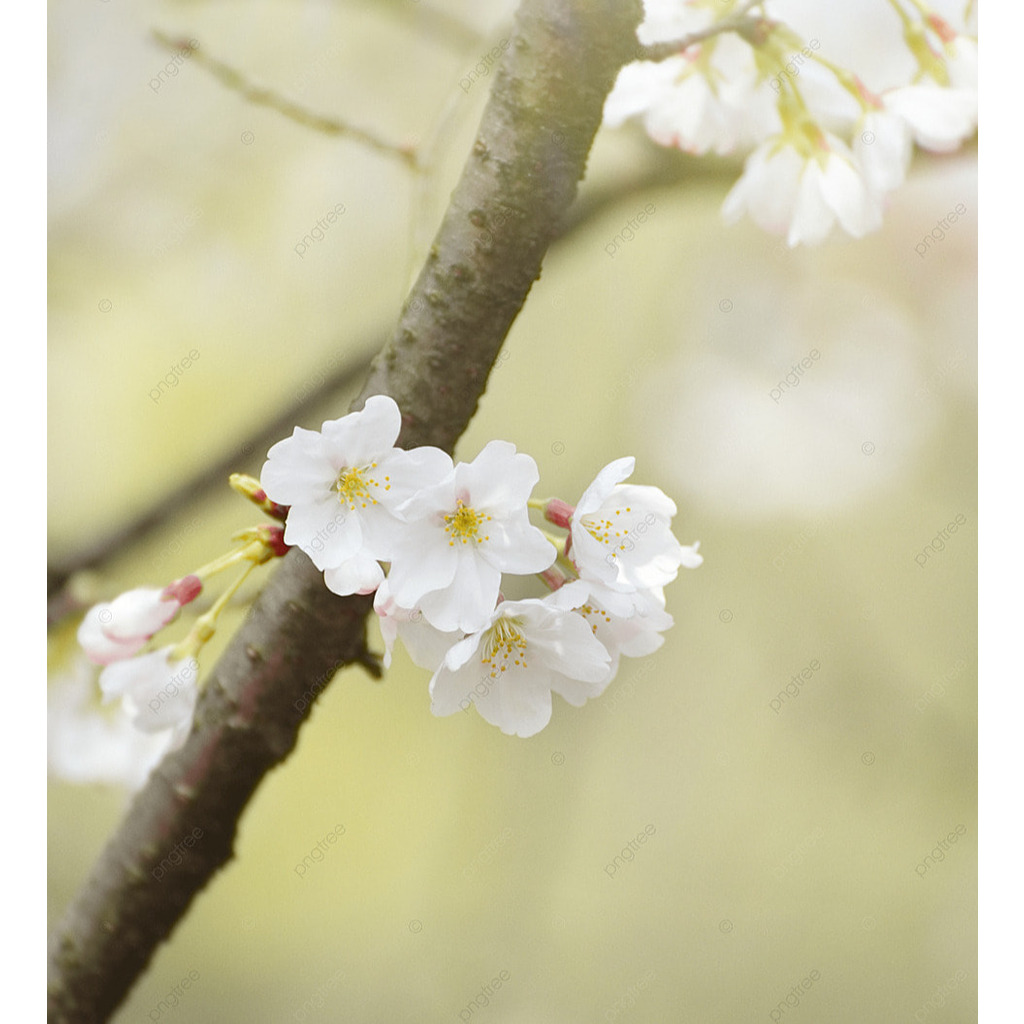 Anna Fiederer - Japanologie und Religionswissenschaft - Ruhr ...