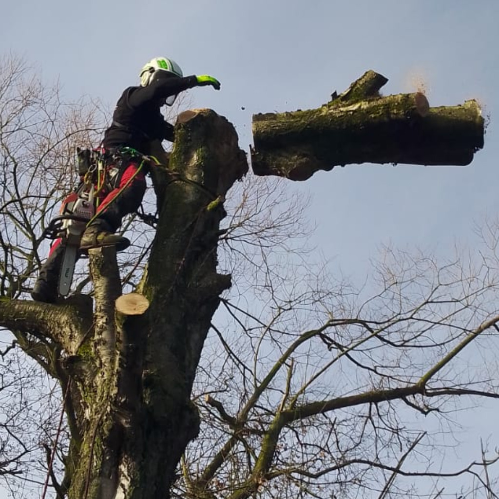 Frank Lamm - Baumpfleger - rope up | XING