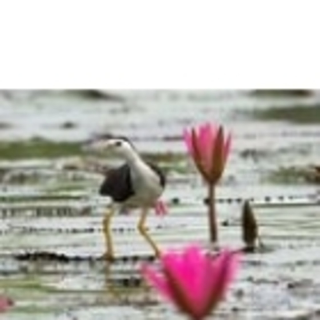 Rashed Khan - head of commercial, import & export - buildtrade ...